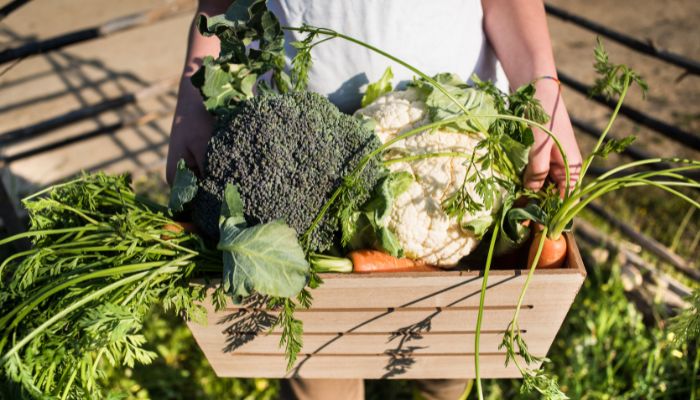 Sostenibilidad alimentaria: El papel de la agricultura ecológica | Fox ...